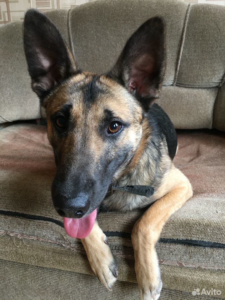 Щенок Милан в добрые руки