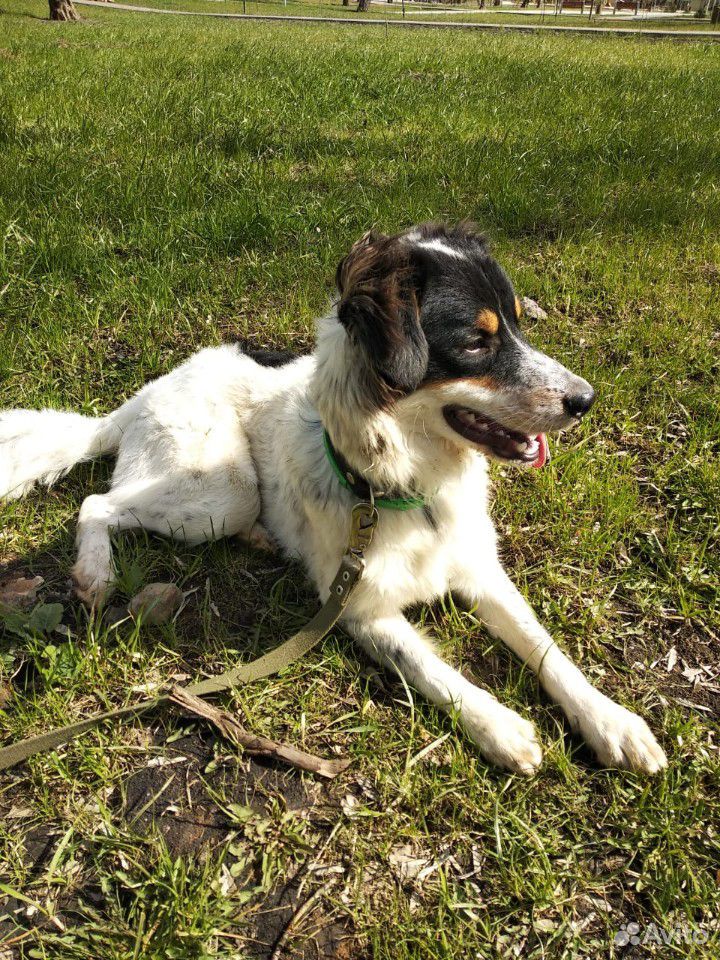 Бим 1 год в дар