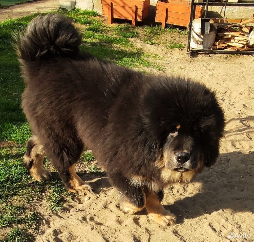 Шикарная девочка тибетского мастифа