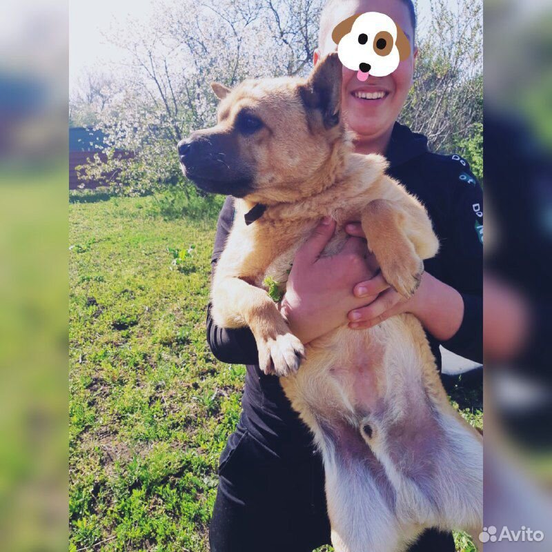 Собака