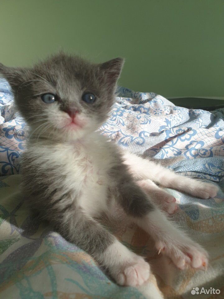 Малыш ищет дом