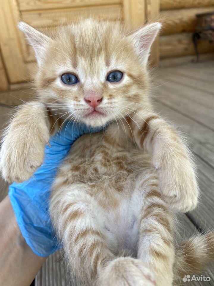 Котёнок рыжий