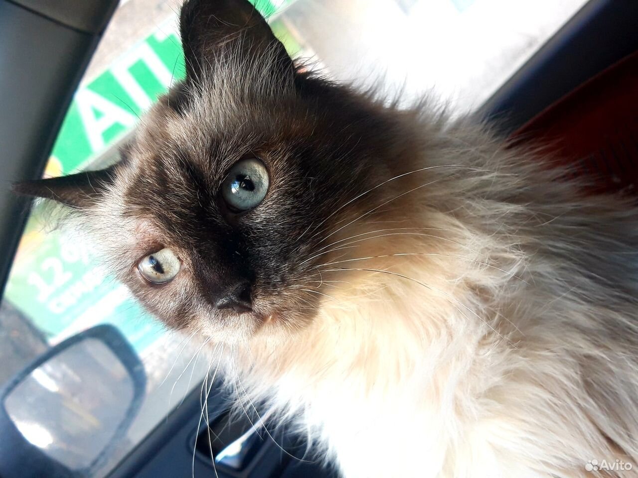 Кошка компаньонка