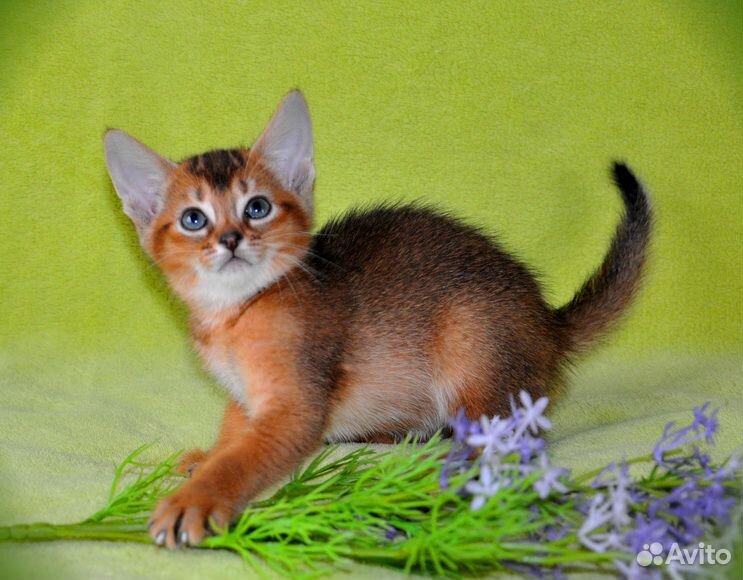 Абиссинские котята