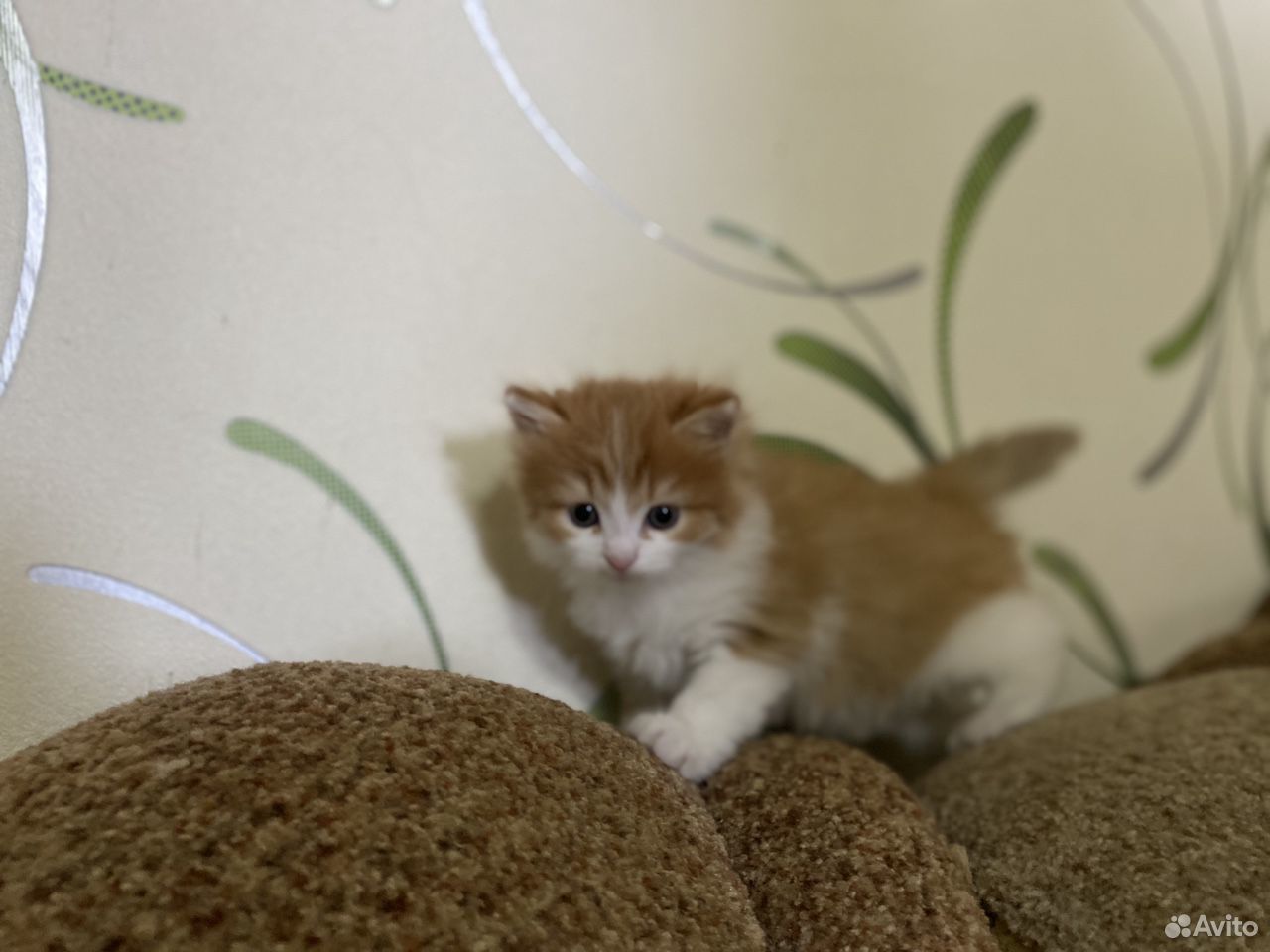 Рыжий котёнок