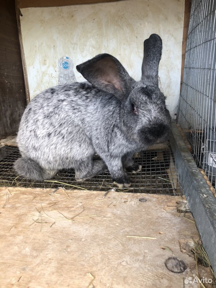 Кролик полтавское серебро (самец)