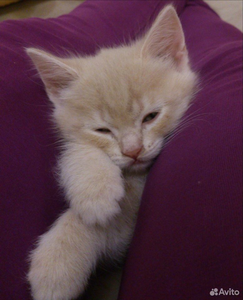 Котенок персикового цвета