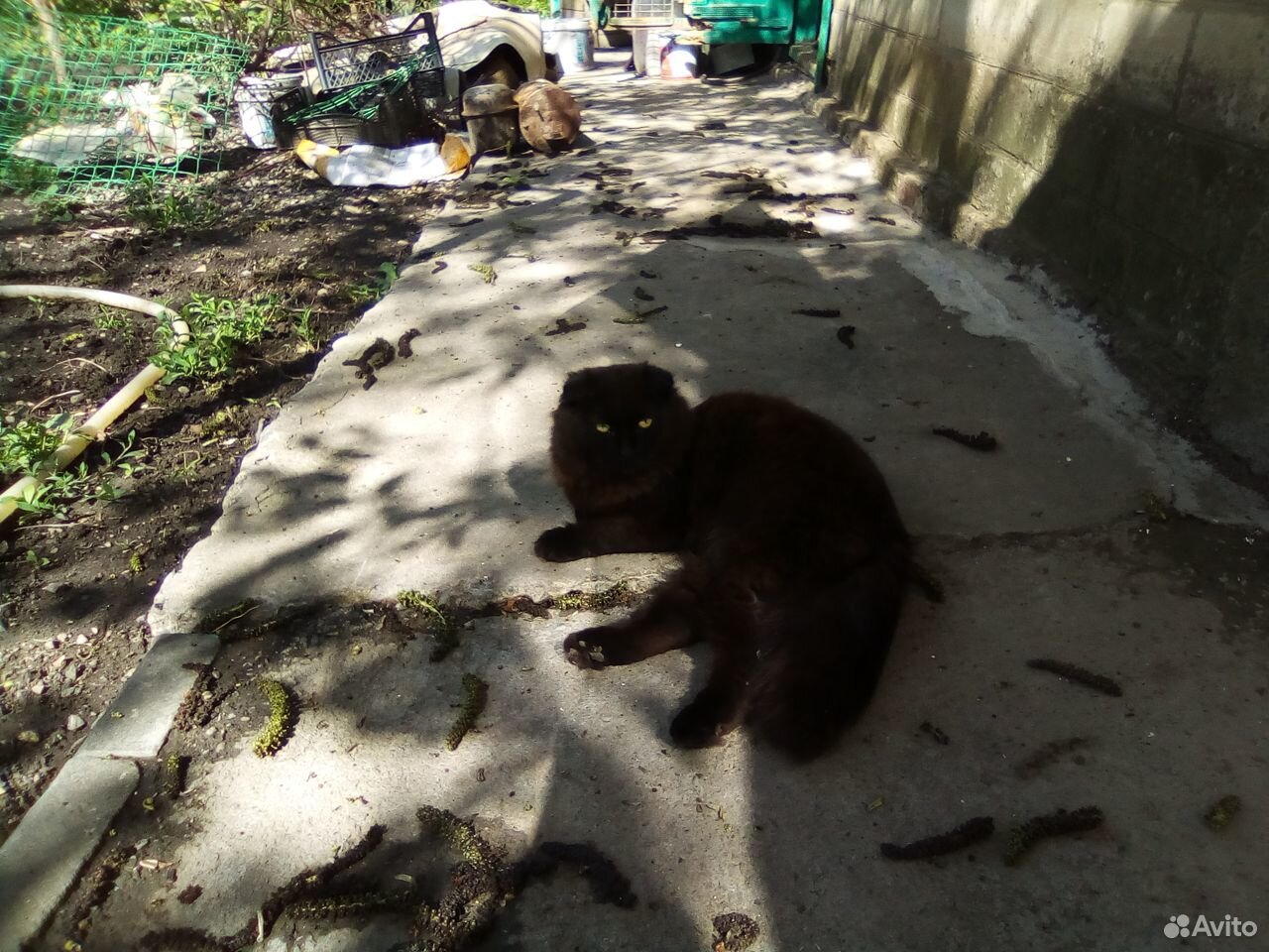 Кошка почти Британика