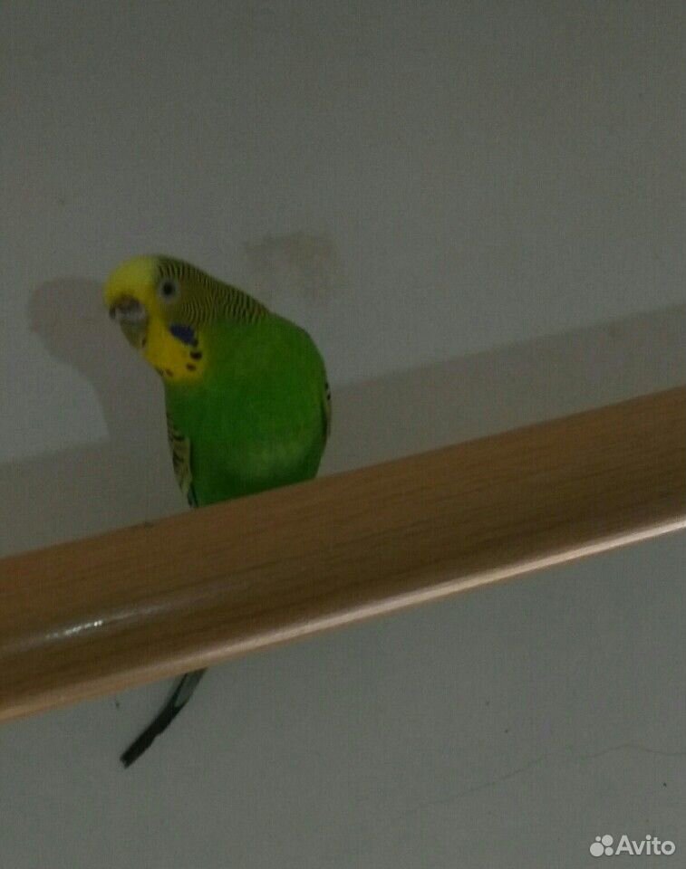 Продам волнистого попугая