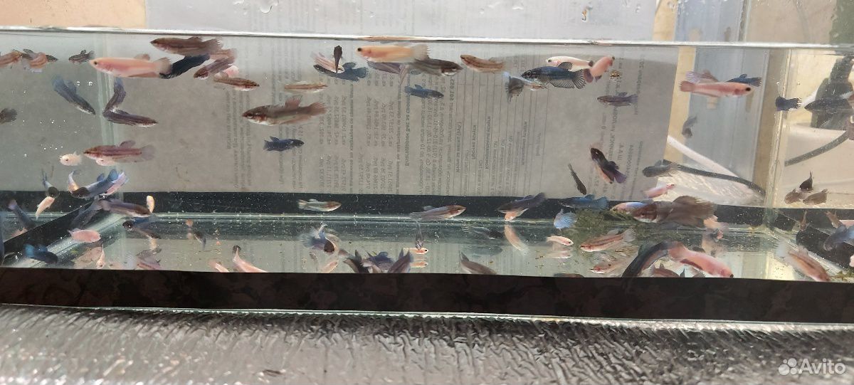 Подростки коронохвостых петушков