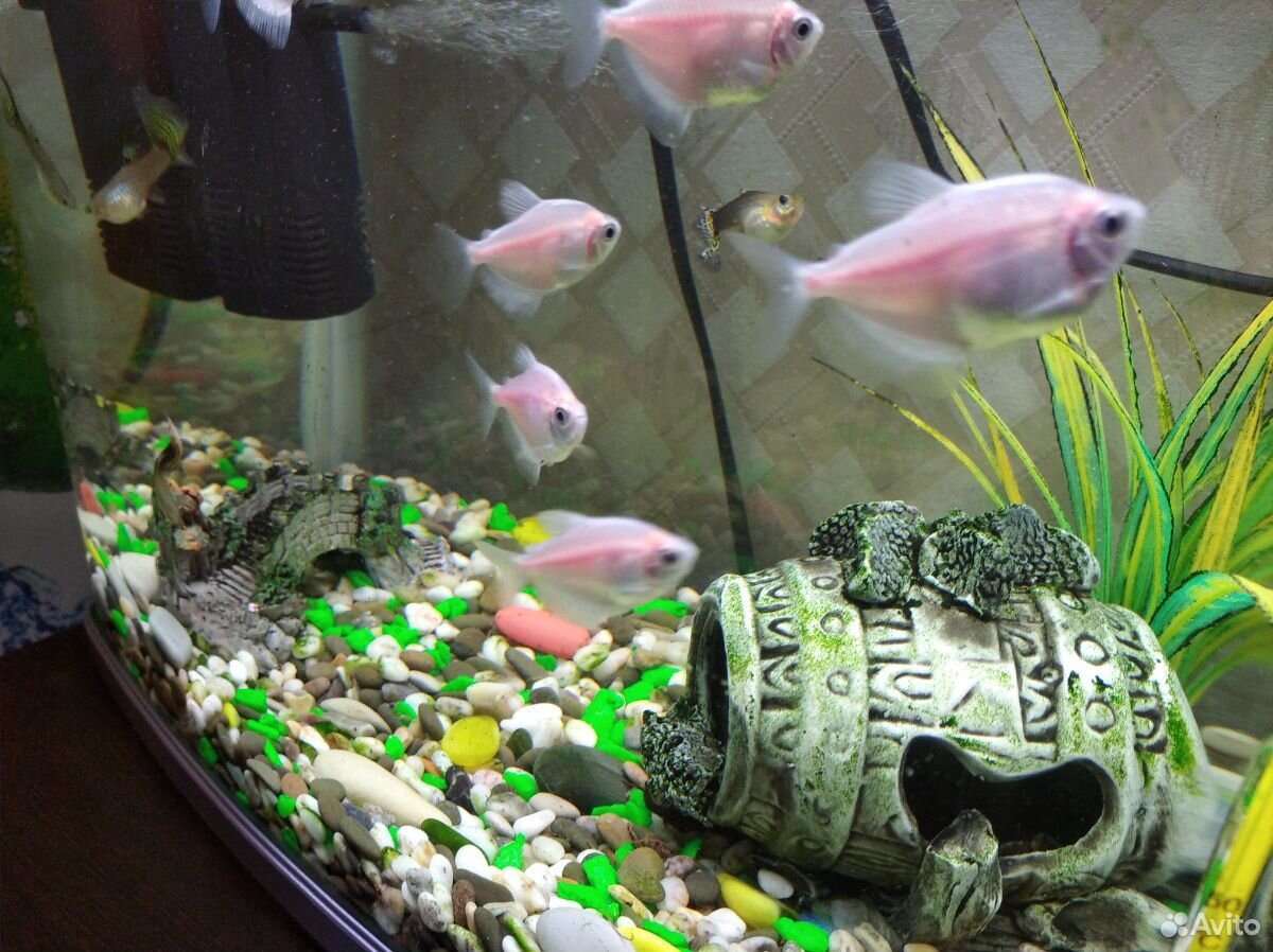 Аквариум с рыбками 40л