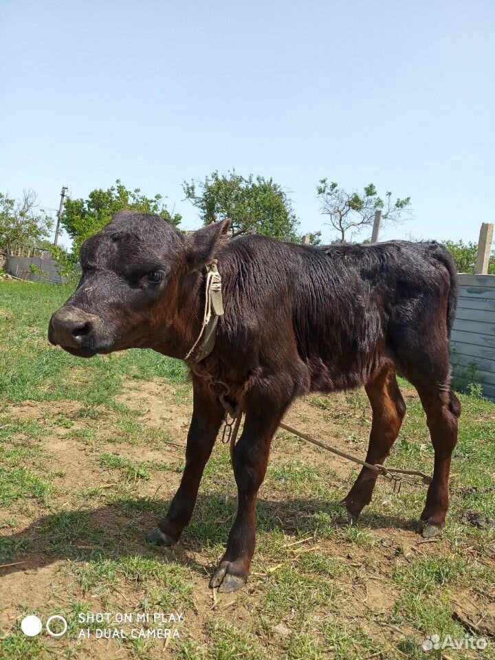 Теленок породы Абердин Ангус