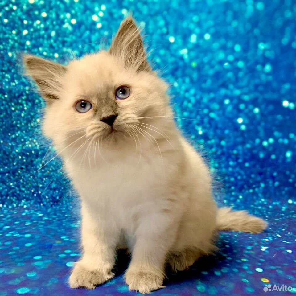 Невская маскарадная девочка 2 месяца