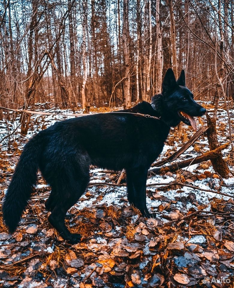 Черная овчарка - редкая красавица собака ищет дом