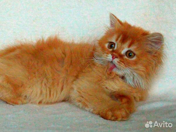 Огненный красный тикированный котик