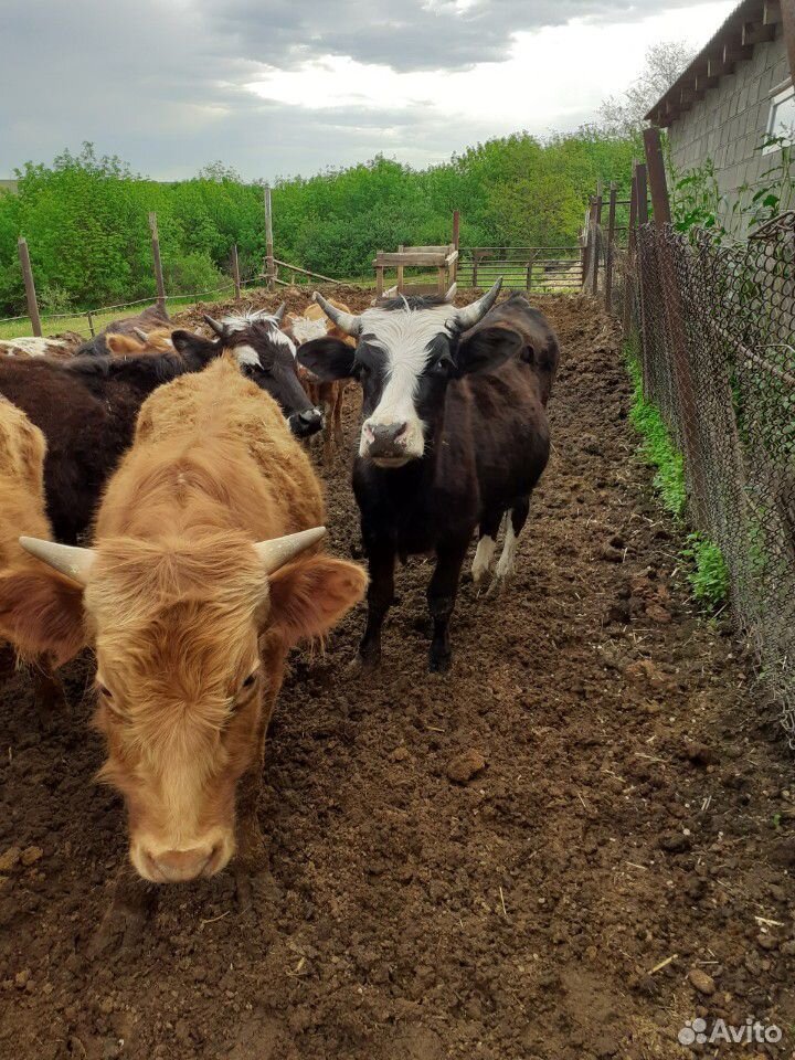 Бычки и телки