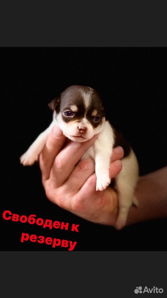 Чихуахуа малыш и малышки