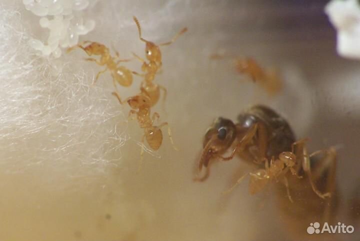 Lasius flavus + инкубатор