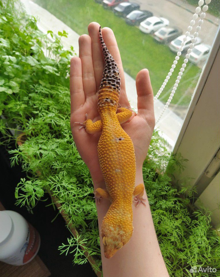 Эублефар Hypo tangerine het TA