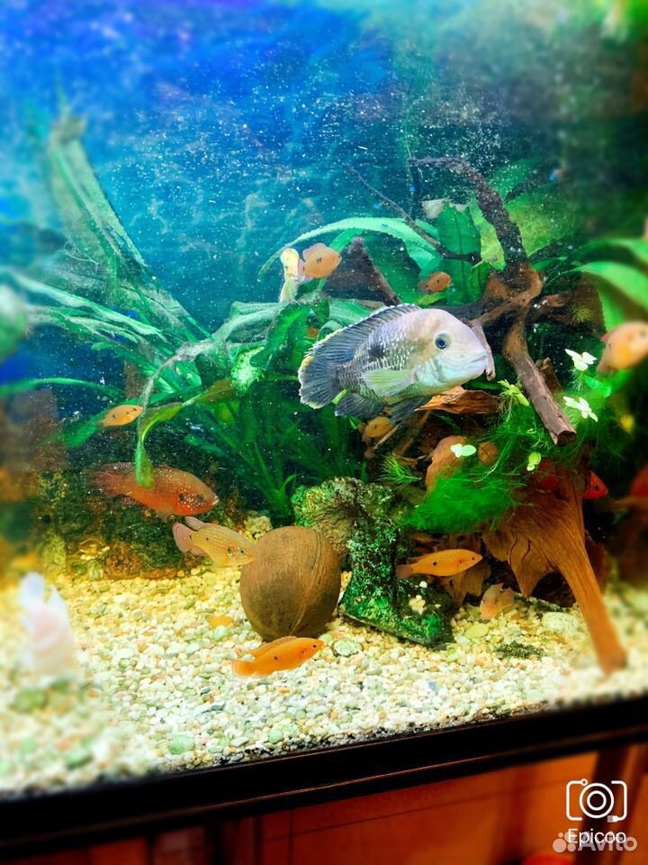 Цихлиды Акарп Бирюзовая Хромис