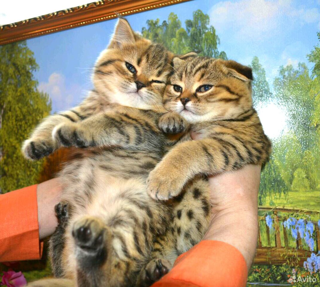 Сказочной Красоты котята Шотландцы