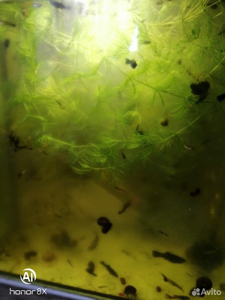 Рыбки. гуппи, черные молионезии