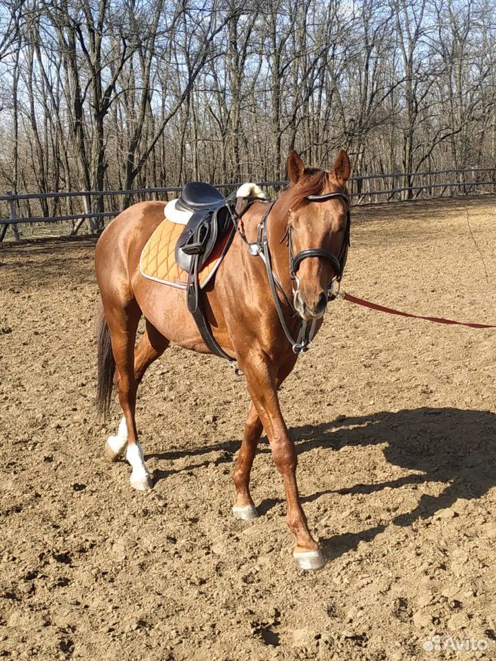 Чистокровный английский верховой жеребец