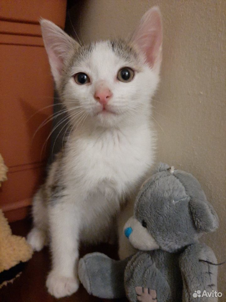 Котёнок