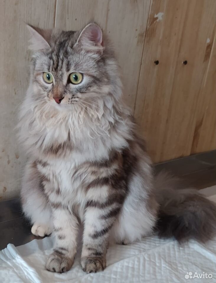 Киска Алиска ищет дом