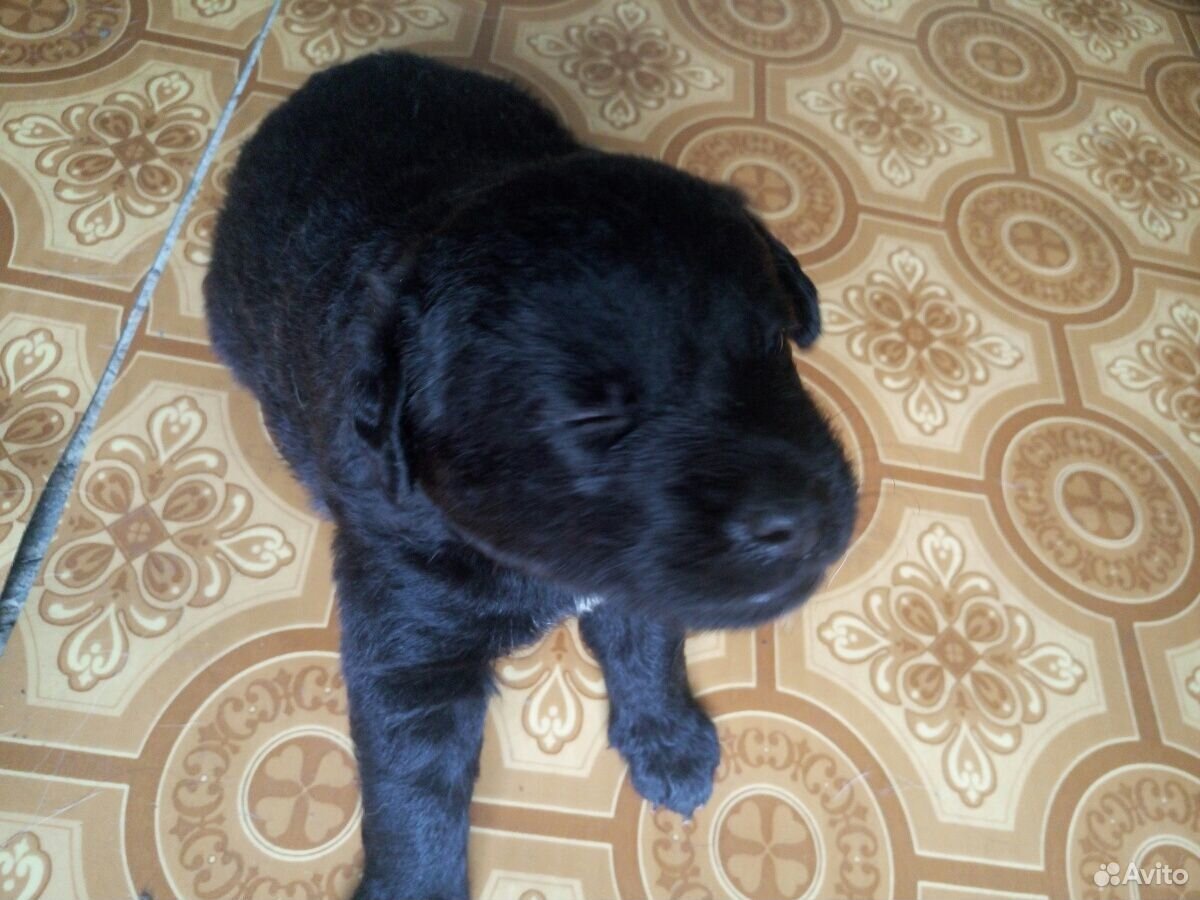 Шенки помесь лабрадора