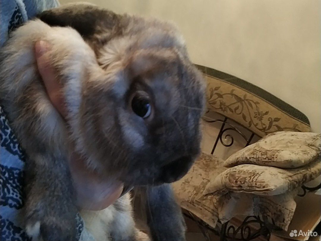 Кролик с клеткой