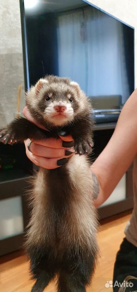 Хорёк (клетка, лоток, гамак, домик)