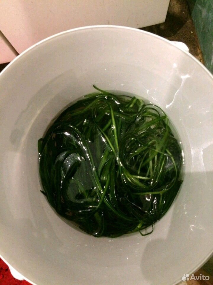 Аквариумные растения валиснерия