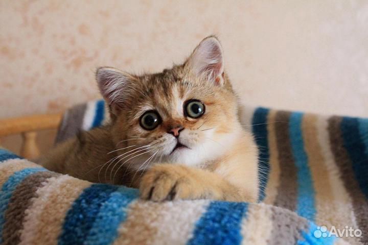 Батон - золотой котик
