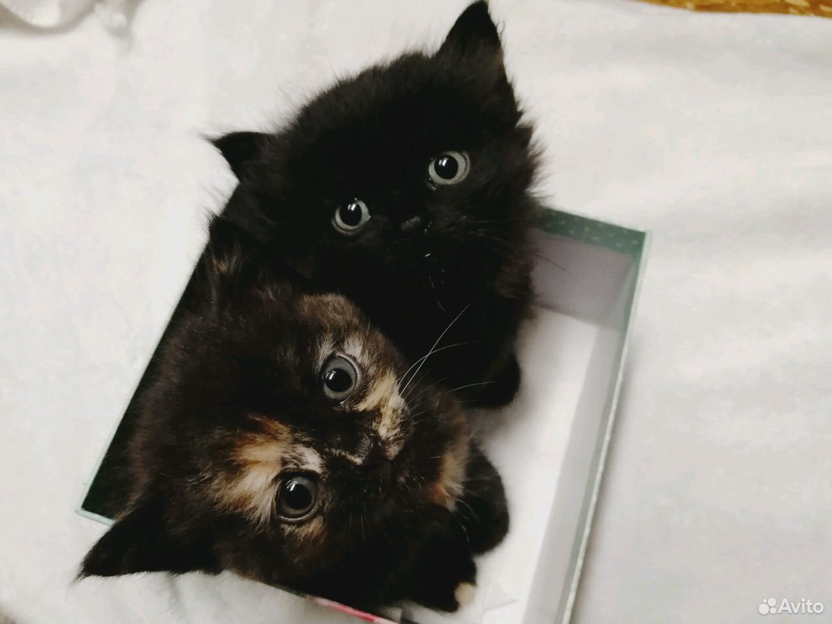 Котята