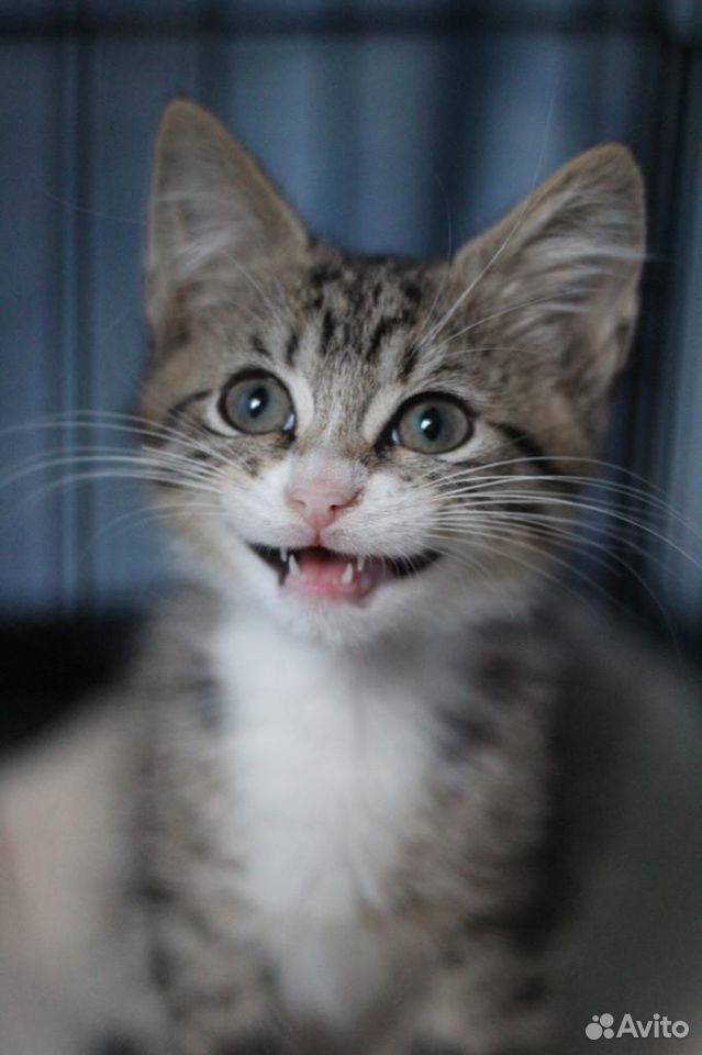 Котенок Смайлик в дар