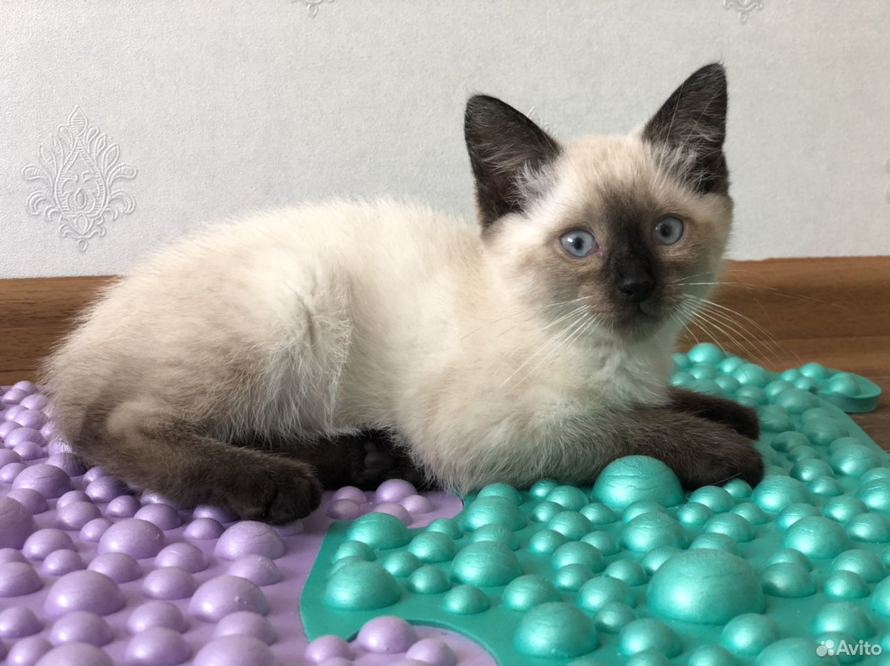 Тайский котёнок