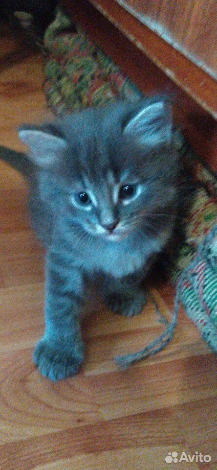 Котик
