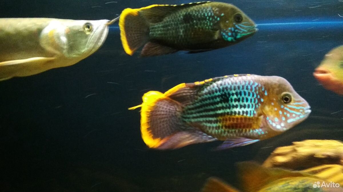 Феста, Бирюзовая акара