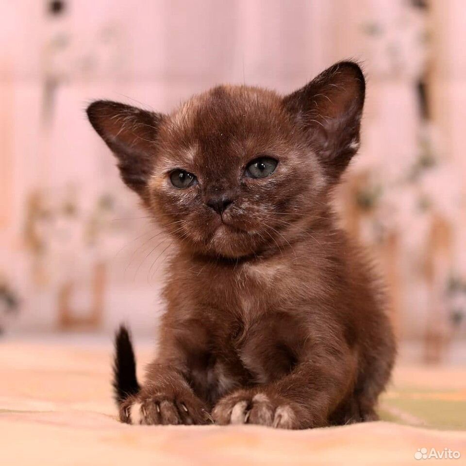 Бурманская малышка Конфетка