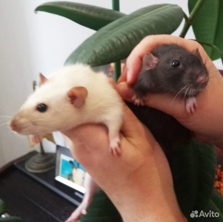 Крысы дамбо