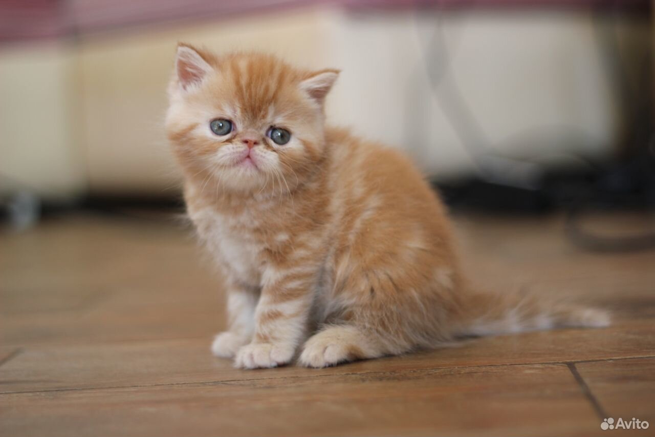 Котята экзоты от элитных родителей