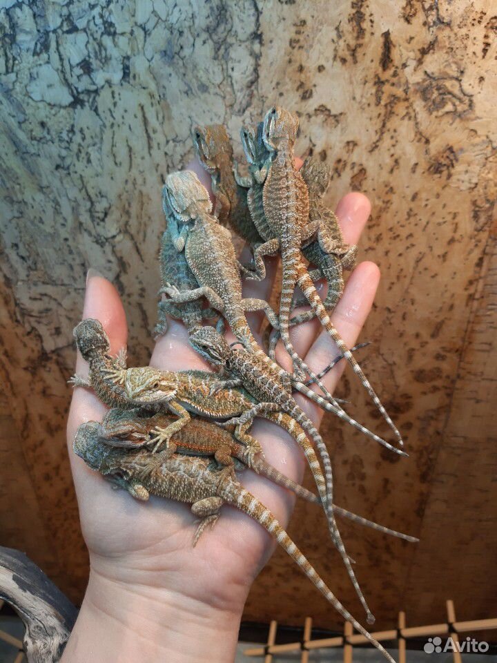 Бородатая агама