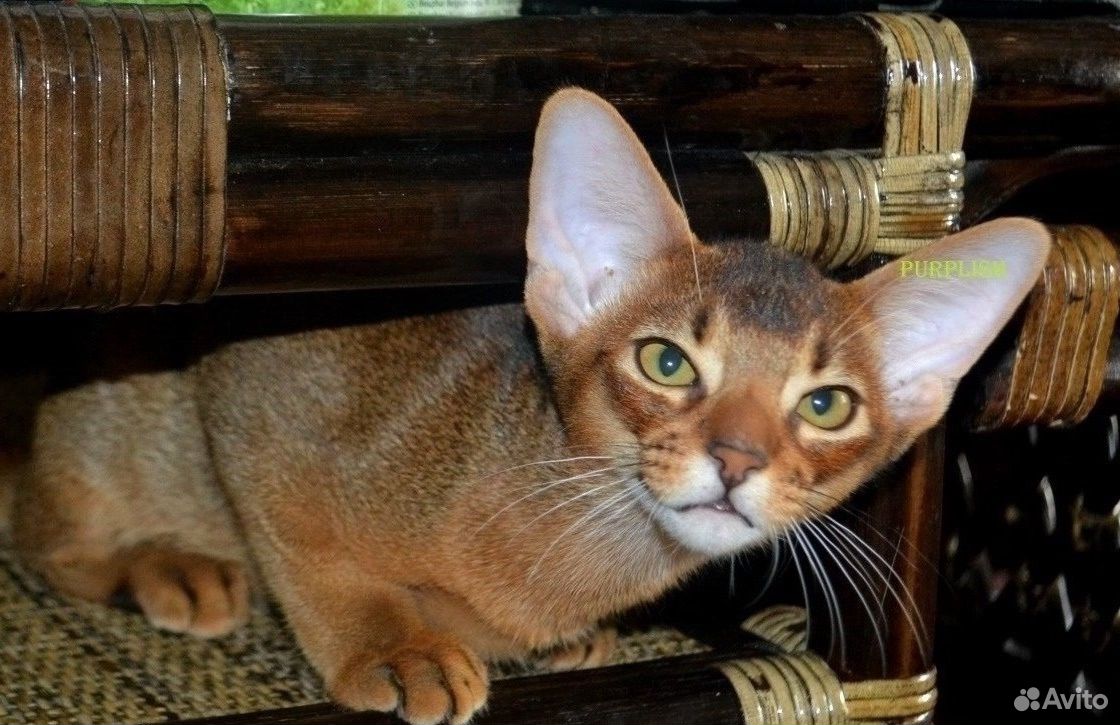 Абиссинский котенок дикого окраса Лекс