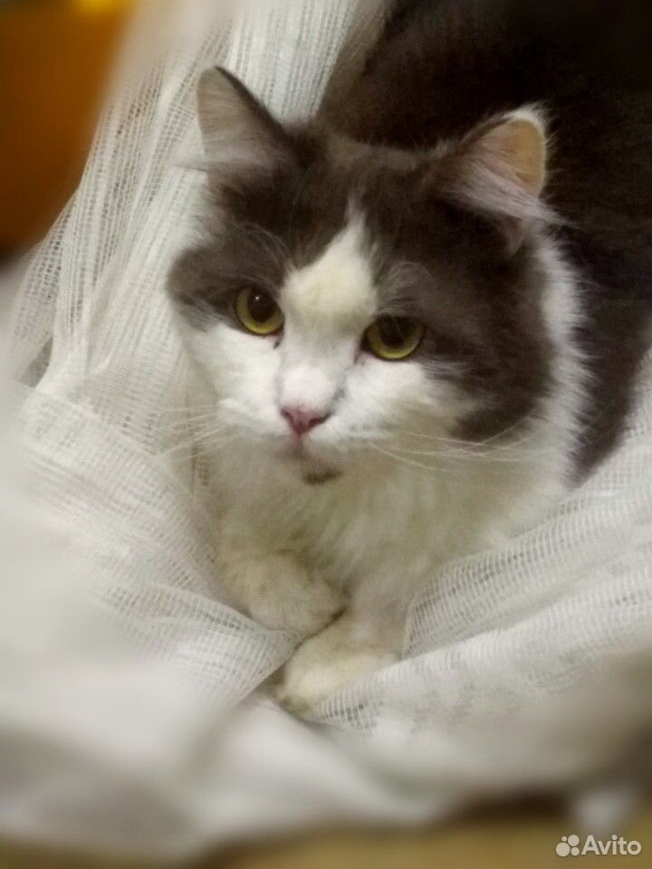 Котик в добрые руки