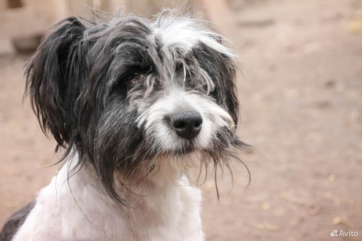 Собака Бимка