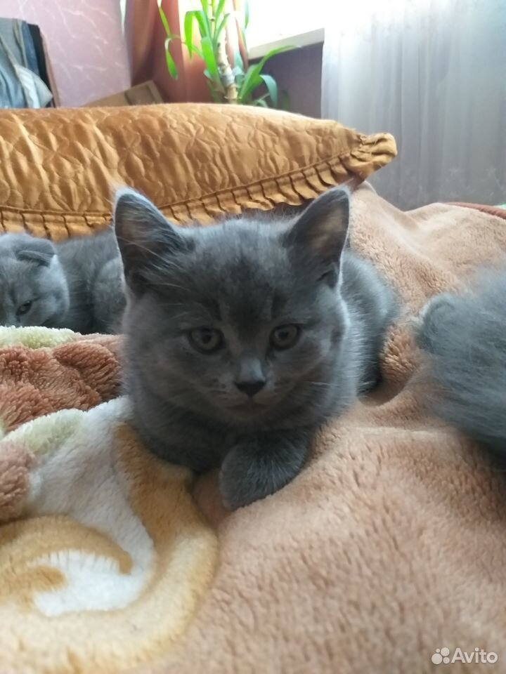 Шотландская вислоухая ласковая девочка