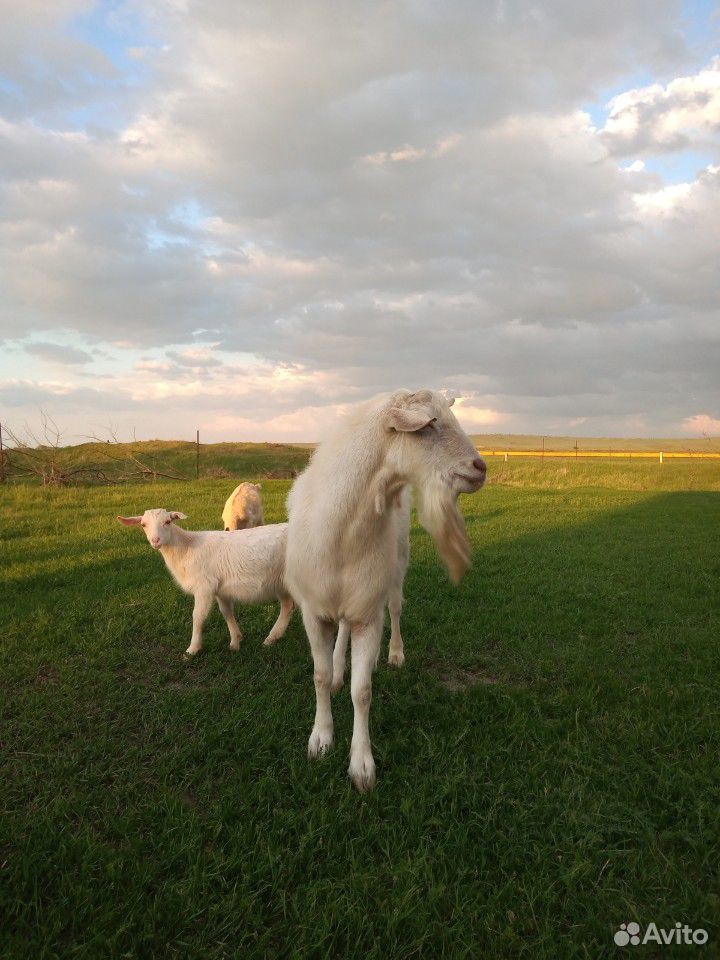 Продаётся козёл, козы