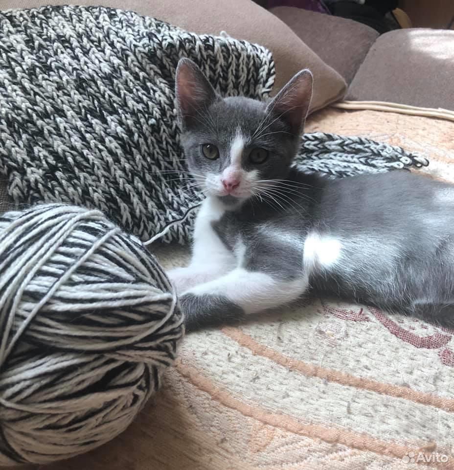 Котенок девочка в дар 3 мес