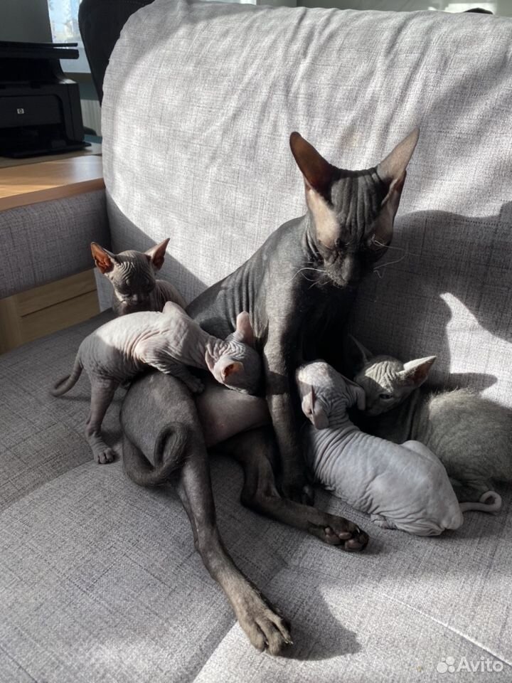 Донские Сфинксы